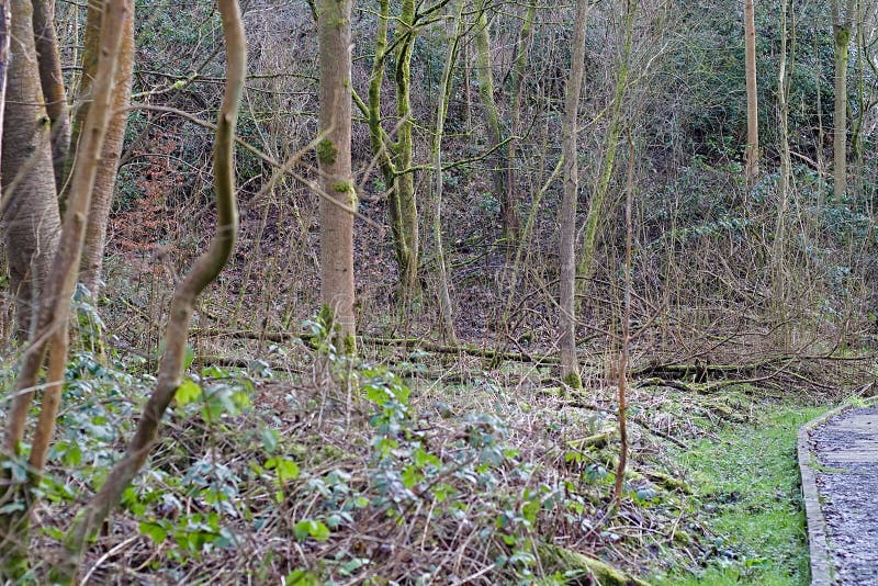 Trees & Side Path Walkway in a Forest in Stock Photo - Image of growing ...
