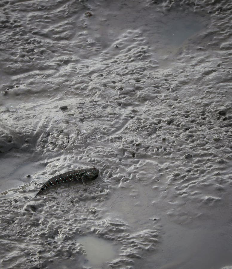 Mud Slidder Stock Photos - Free & Royalty-Free Stock Photos from Dreamstime