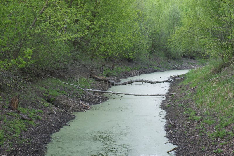 Small Muddy Forest River. a Shallow Pond with Green Water Stock Photo ...