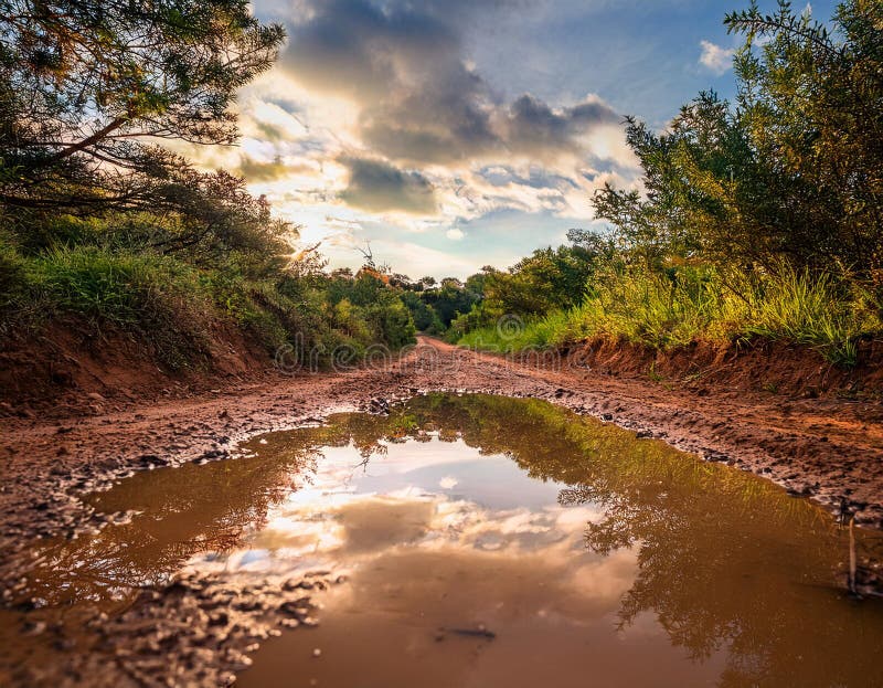 A Small Muddy Puddle on a Rugged Path Reflecting the Trees Stock ...