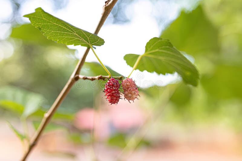 Small Mulberry fruits stock image. Image of mulberry - 311816583