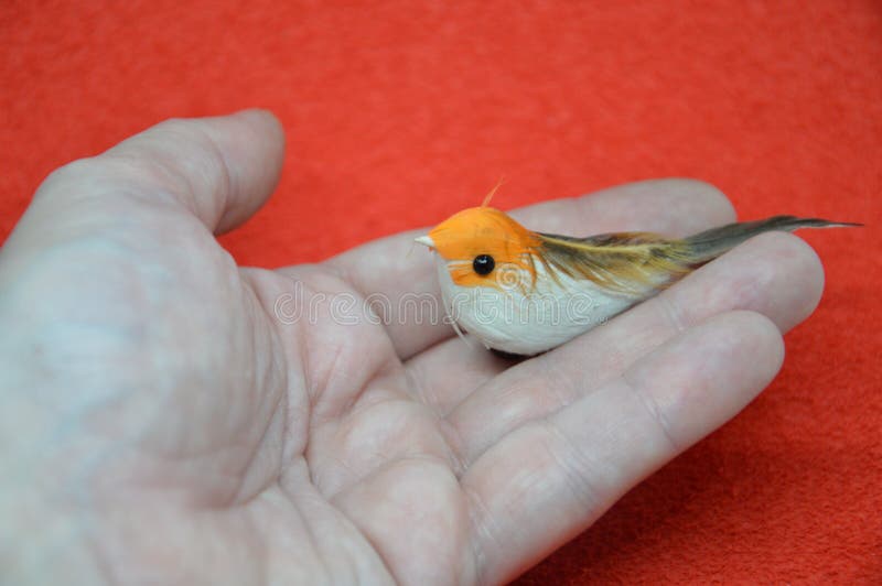Small Multi-colored Birds on the Palm of a Human Hand Stock Image ...