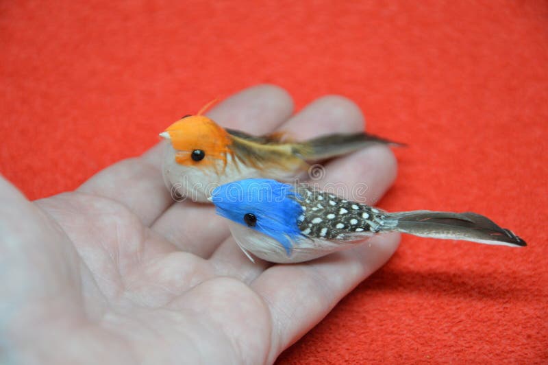 Small Multi-colored Birds on the Palm of a Human Hand Stock Photo ...