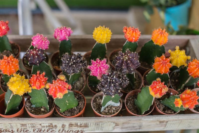 Small Multi-colored Cactus in the Garden Stock Image - Image of cactus ...