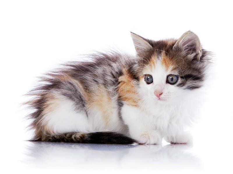 Small Multi-colored cat stock image. Image of farm, striped - 33463701