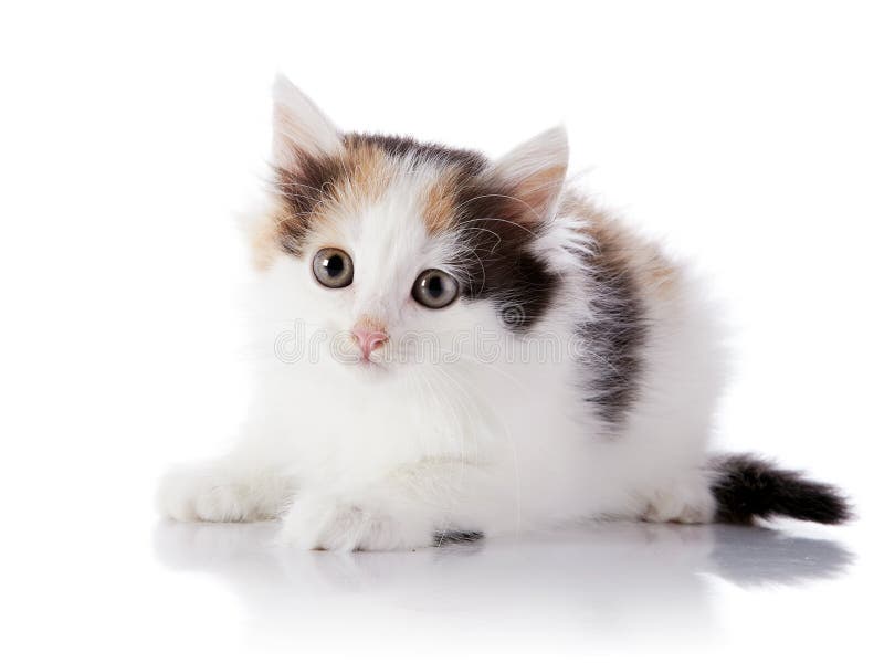 Small Multi-colored cat stock image. Image of cheerful - 35977573