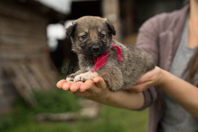 Small Colorful Puppy with a Bow Stock Image - Image of miniature ...