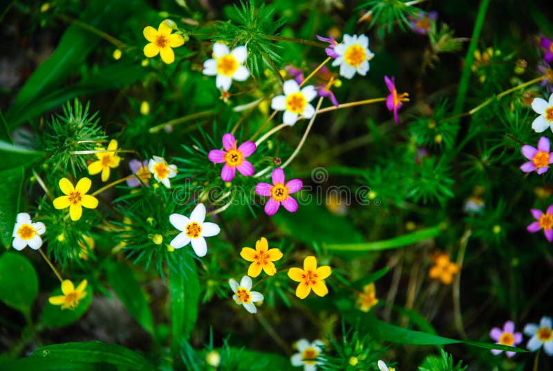 Small Multicolored Meadow Flowers Stock Image - Image of bright, flora ...