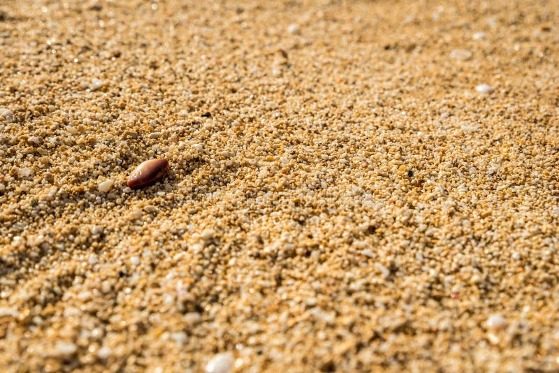 Small Shells on Sunset Beach on Oahu, Hawaii Stock Photo - Image of ...