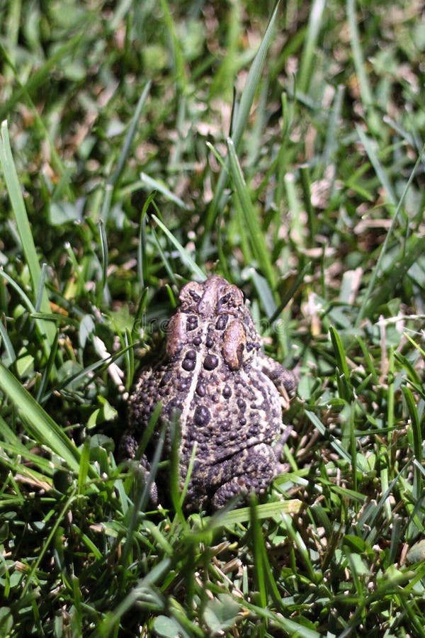 Toad small multicolor 3242 stock image. Image of fresh - 160472707
