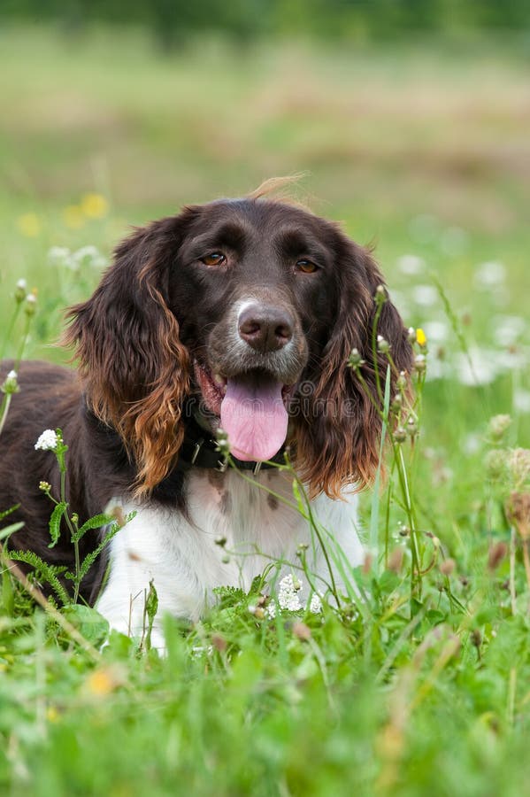 Small munsterlander dog stock image. Image of white, nature - 33480013