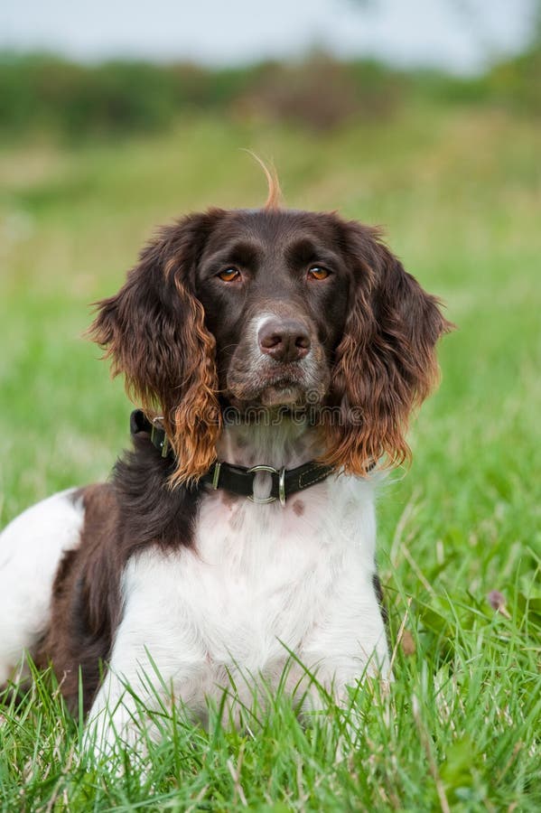 Small munsterlander dog stock photo. Image of vizsla - 33480978