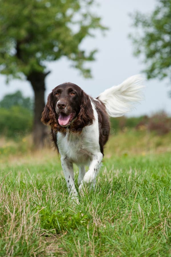 Small munsterlander dog stock photo. Image of white, motion - 33480266