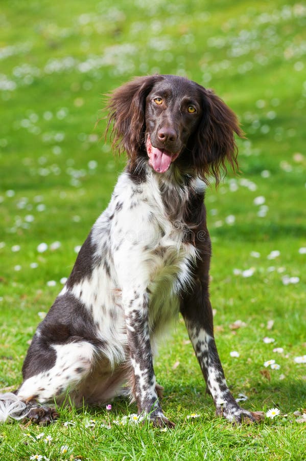 Small munsterlander dog stock image. Image of nature - 40288615