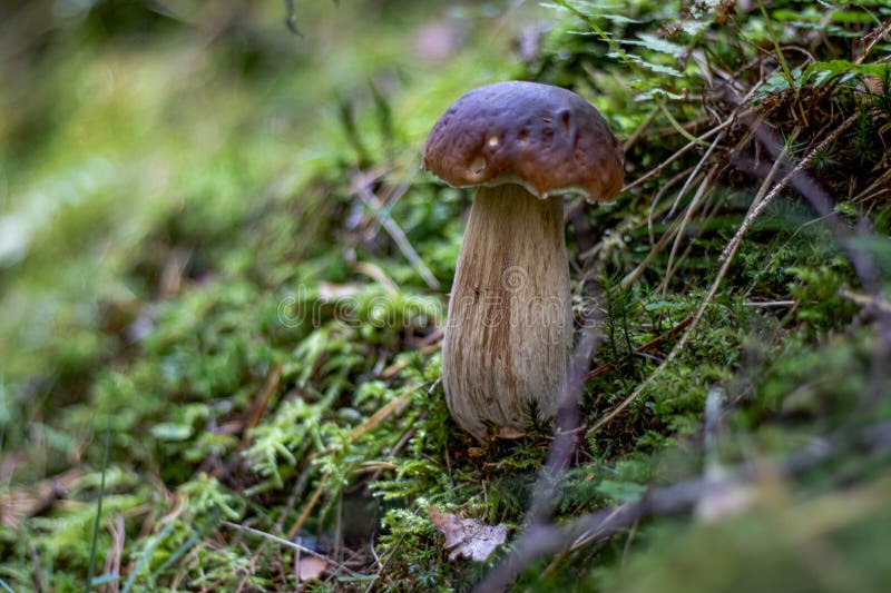 A Small Mushroom in a Big Forest. Stock Image - Image of woodland ...