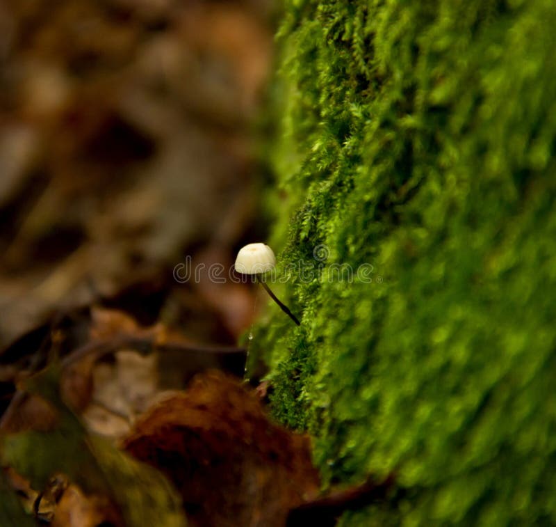 Small Mushroom stock photo. Image of magic, little, trunk - 43946594