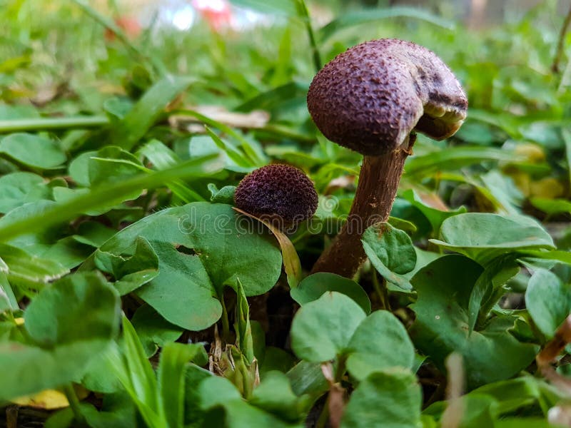 Small Mushroom in the Garden Stock Photo - Image of woodland, food ...