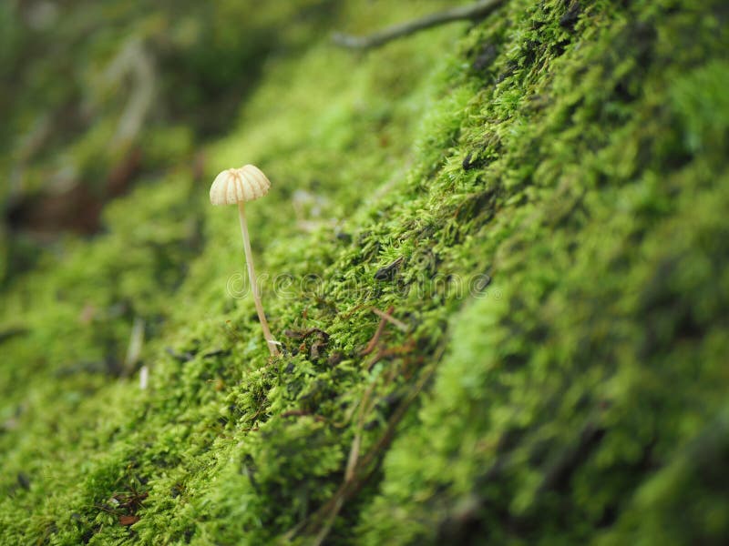 Small Mushroom with Green Moss on the Tree Base. Stock Photo - Image of ...