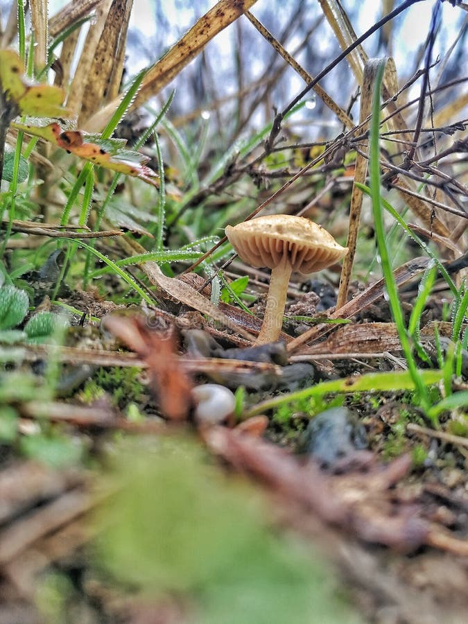 Small mushroom stock image. Image of macro, small, mushroom - 137054513