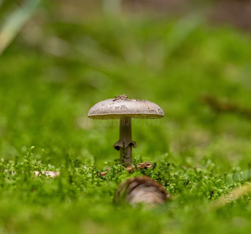 Small Mushroom Growing in a Mossy Area in a Remote Natural Environment ...