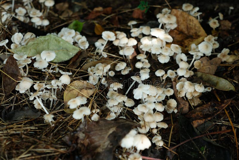 Small mushroom stock image. Image of macro, mushroom - 201091693
