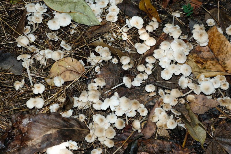 Small mushroom stock image. Image of grow, edible, detail - 201091735