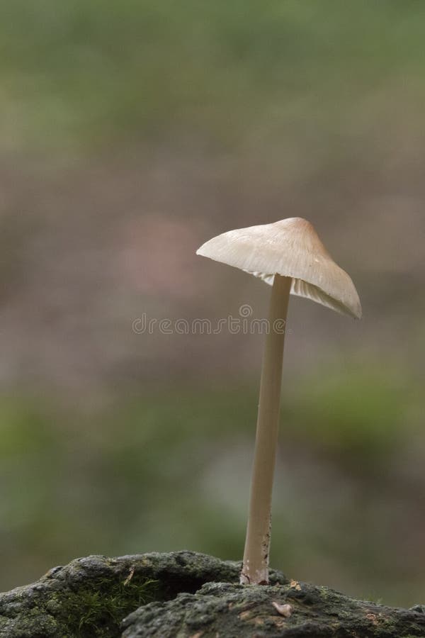 A small mushroom stock image. Image of mushroom, fungus - 99337749