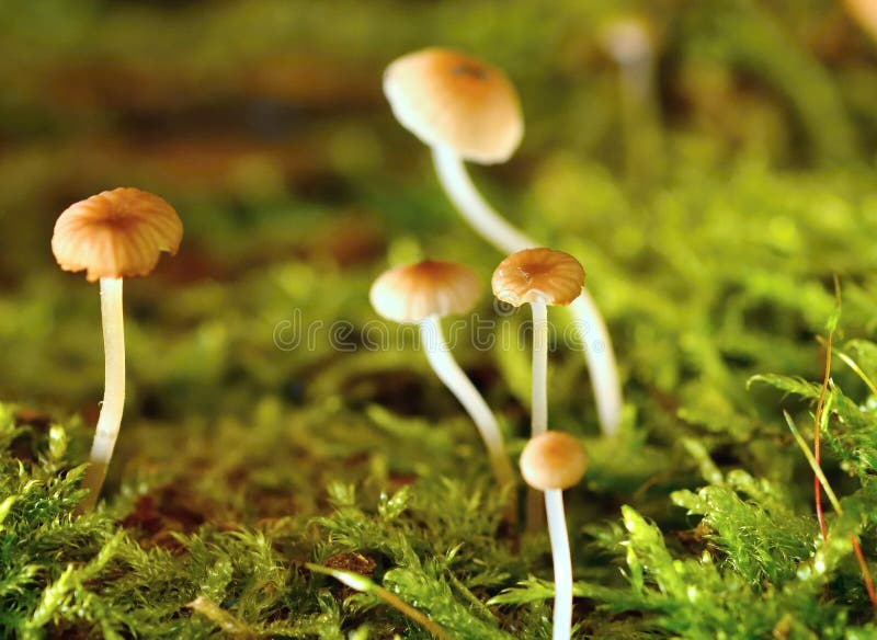 Small mushroom stock image. Image of forest, close, green - 79285545