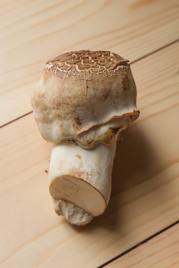 Small Mushroom on the Table Stock Photo - Image of autumn, brown: 148195952