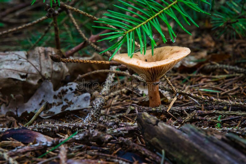 Small Mushroom in the Undergrowth Stock Photo - Image of tree, wildlife ...