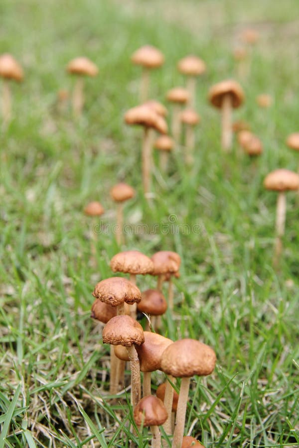 Small mushrooms stock photo. Image of brown, grass, mushroom - 14587616