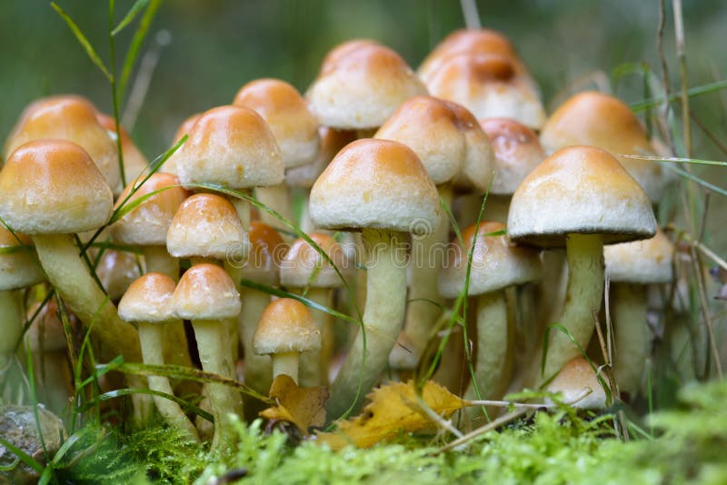 Small mushrooms stock image. Image of beautiful, decorative - 27392389