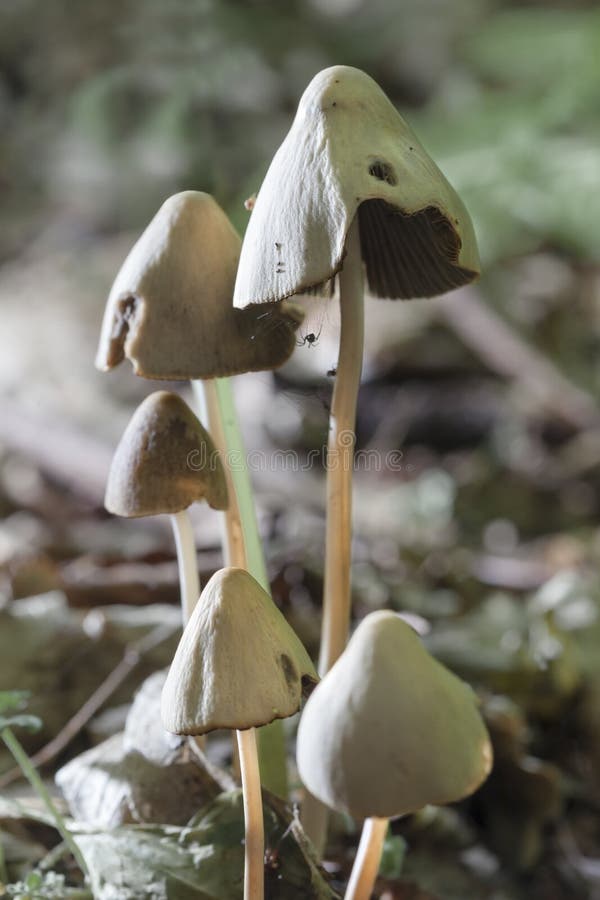 Small mushrooms stock photo. Image of fungus, fuzzy, hairy - 28354970