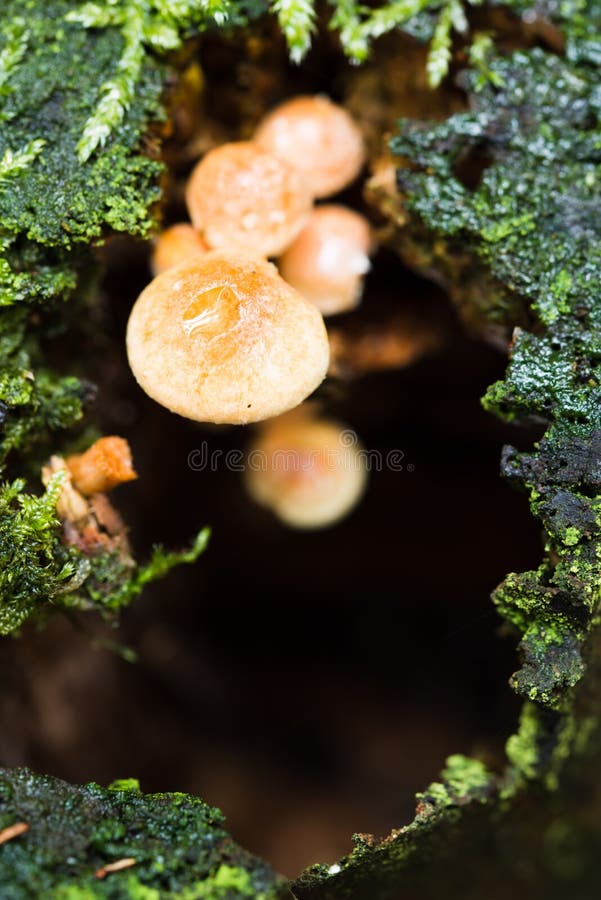 Small Mushrooms stock image. Image of lights, specific - 80167927