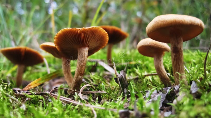 Small mushrooms stock image. Image of mushroom, nature - 101724445