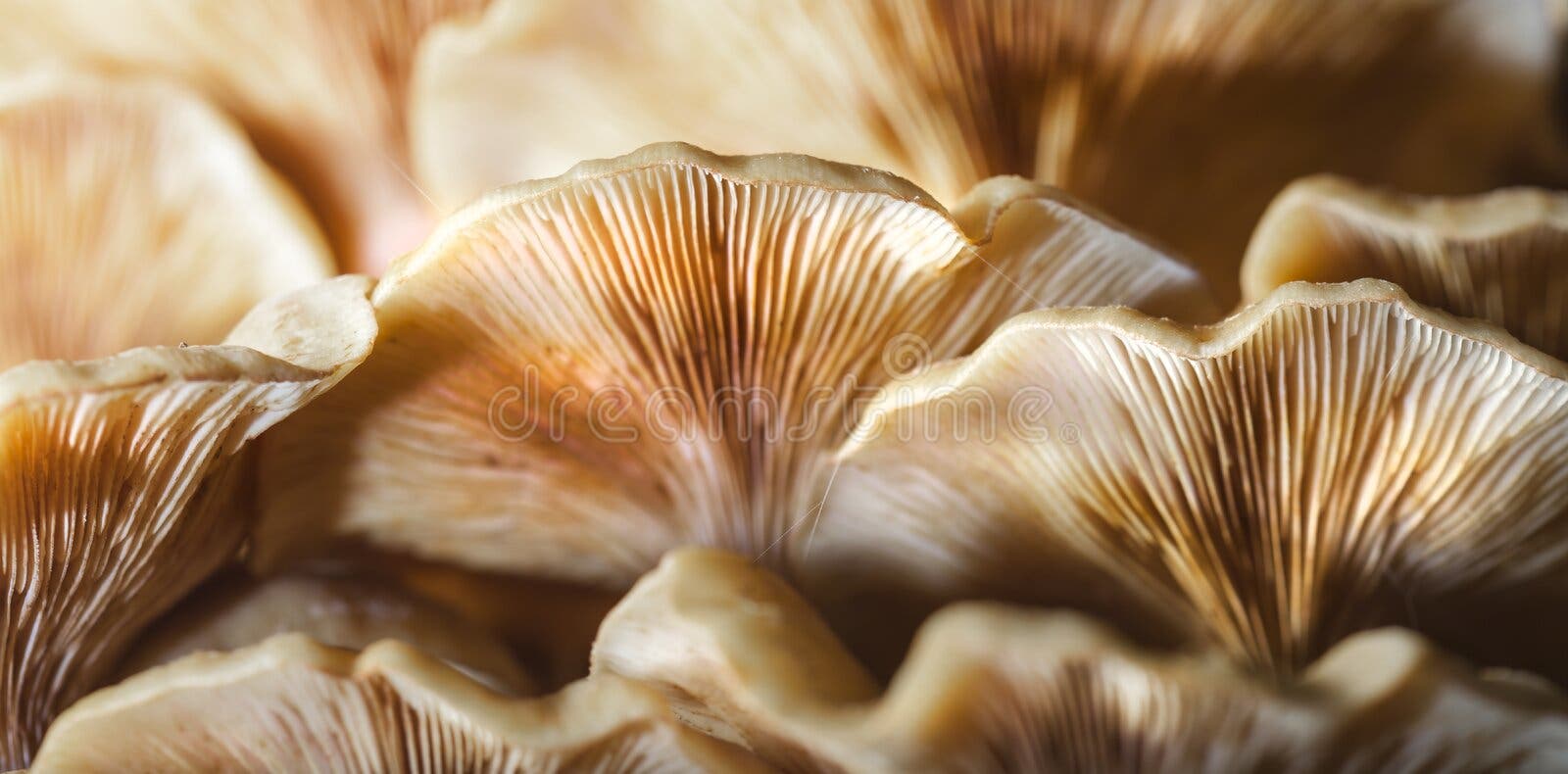 Dried Underside of Mushroom Stock Photo - Image of underside, mushroom ...