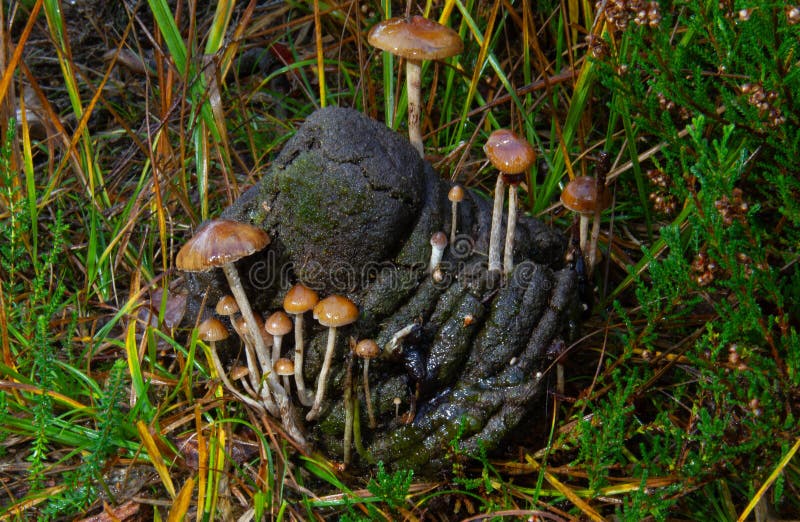 Small Mushrooms, Dung-loving Psilocybe, on Cow Manure Stock Image ...