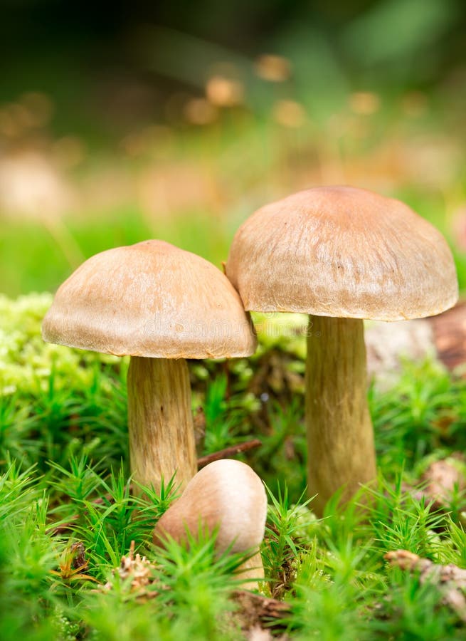 Small mushrooms stock image. Image of autumn, bolete - 33917633