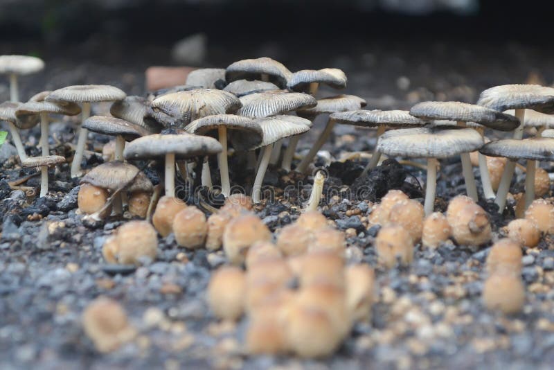 Small Mushrooms Grow Together in Colonies Stock Photo - Image of small ...