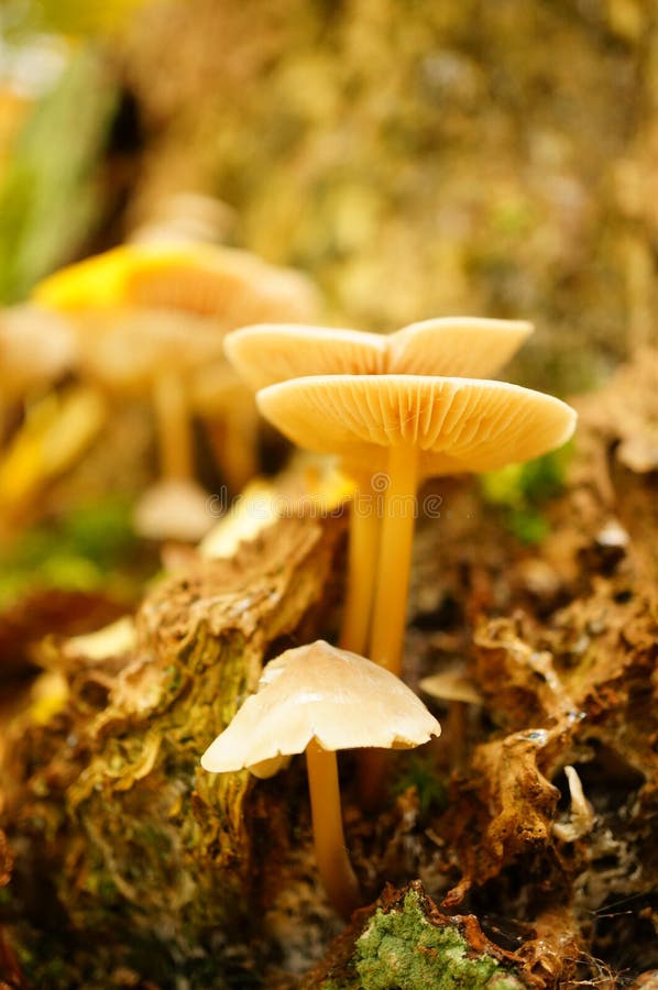 Small mushrooms stock image. Image of nature, fungus - 34961109