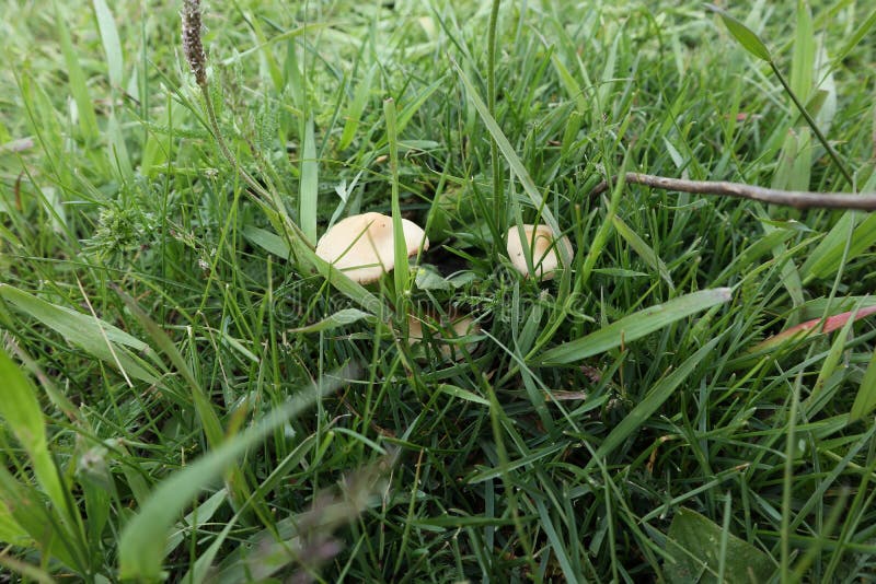 Small Mushrooms Hide among the Thin Stalks Stock Photo - Image of ...
