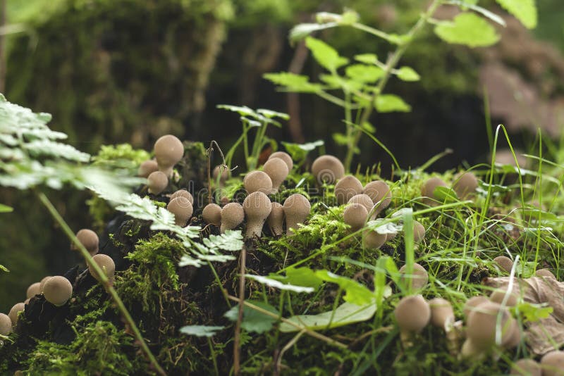 Small mushrooms stock image. Image of environment, brown - 64633381