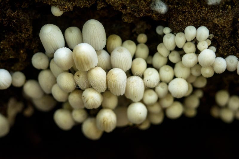 Small mushrooms stock photo. Image of bunch, white, fungai - 90200532