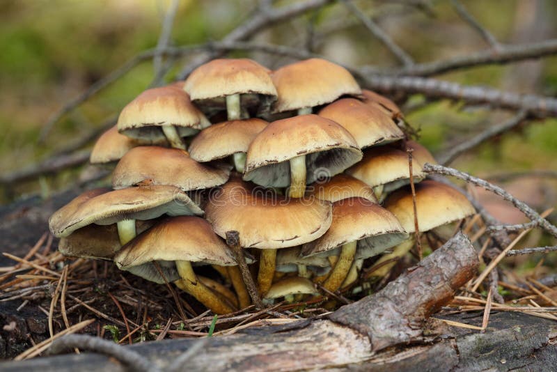 Small mushrooms toadstools stock photo. Image of light - 45459554