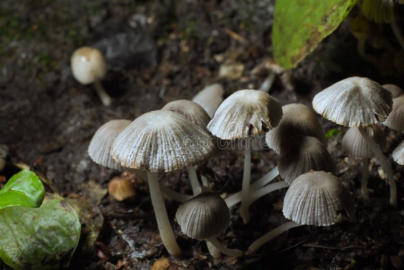 Small Mushrooms Toadstools. Psilocybin Mushrooms. Selective Focus Stock ...