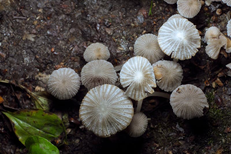 Small Mushrooms Toadstools. Psilocybin Mushrooms. Selective Focus Stock ...