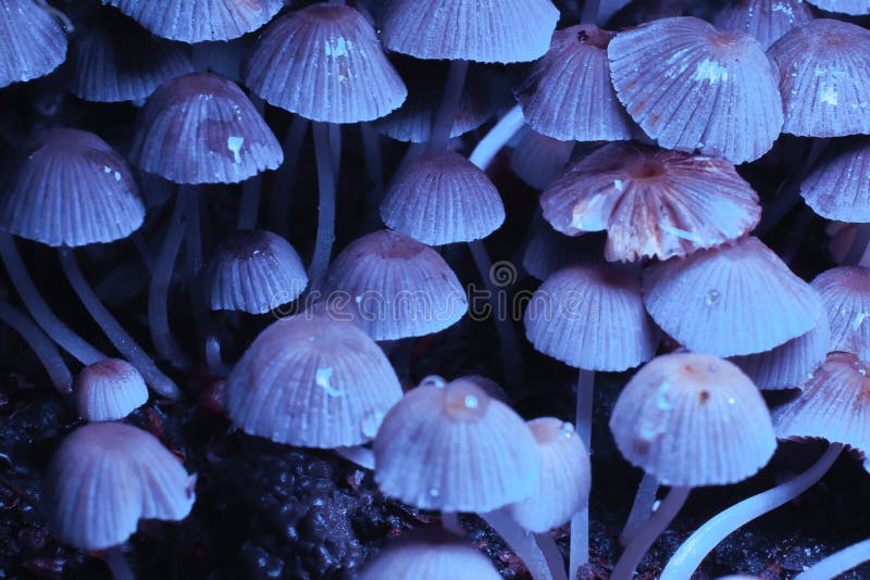 Small Mushrooms Toadstools. Psilocybin Mushrooms Under Ultraviolet ...