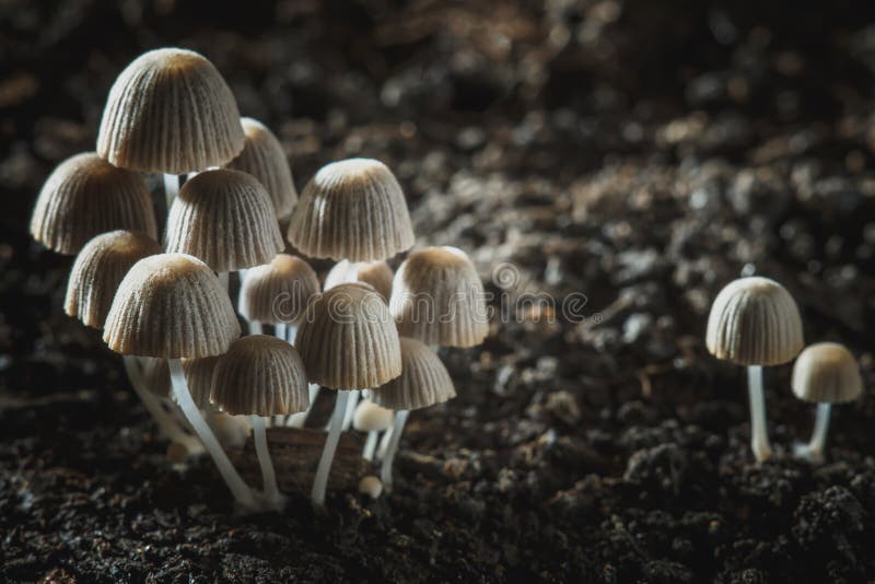 Small mushrooms toadstools stock photo. Image of dangerous - 126750052
