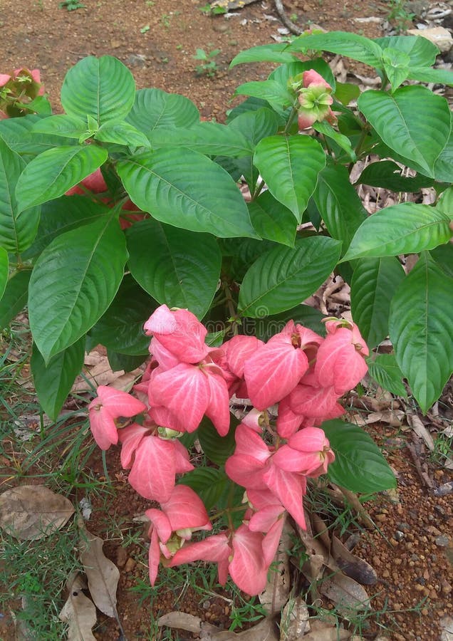 Mussaenda plant stock image. Image of branches, nature - 69687145