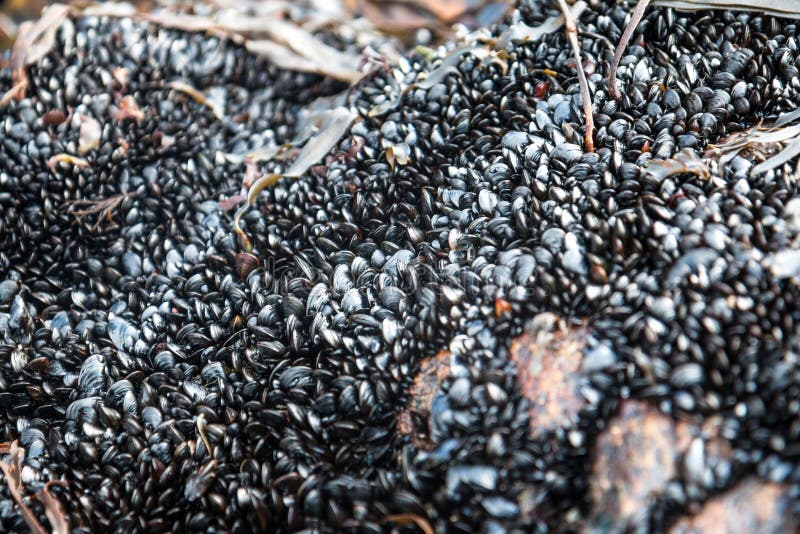 Small Mussels Near Arctic Ocean Stock Photo - Image of brown ...